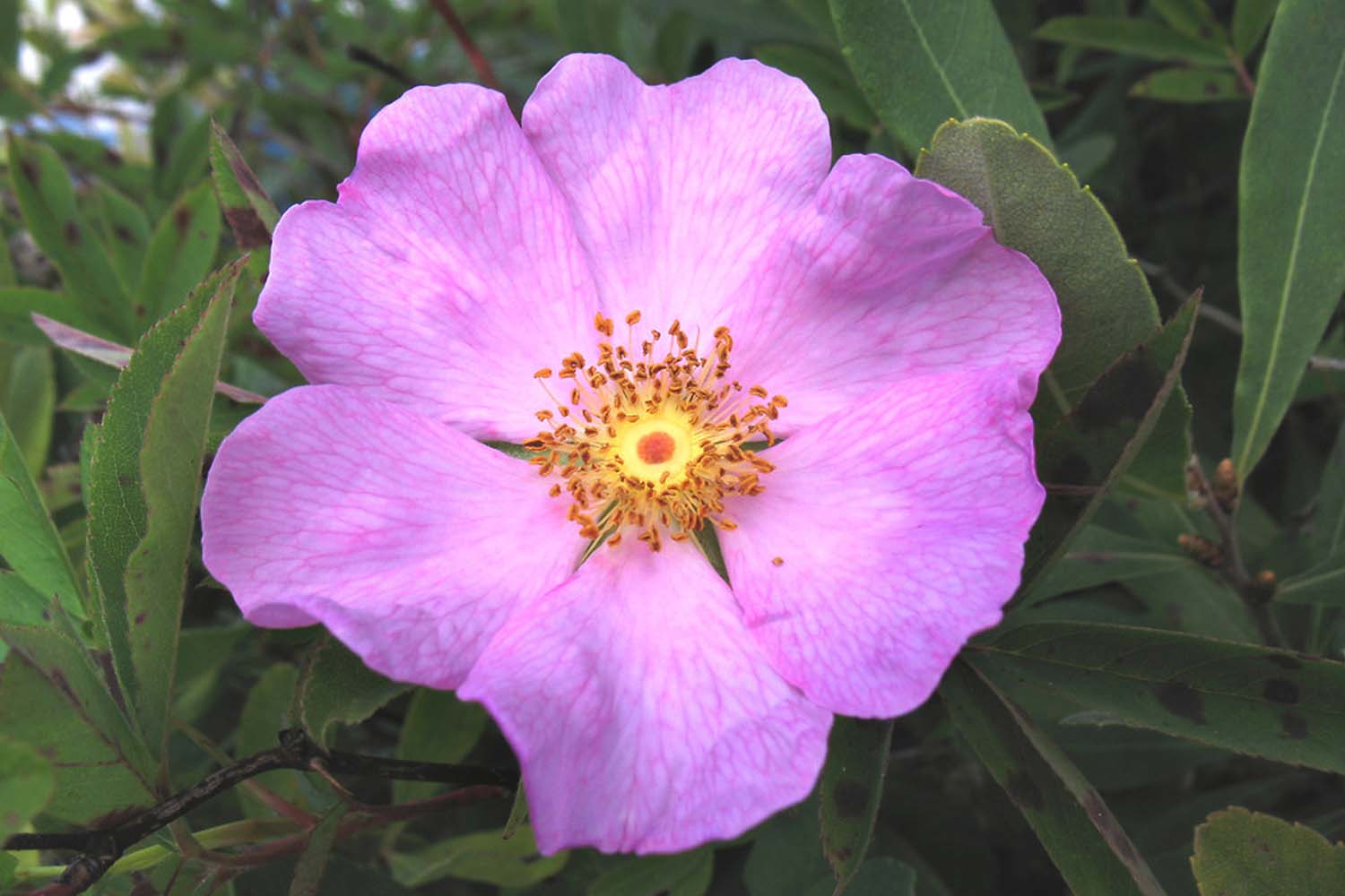 Long Island Native Shrubs